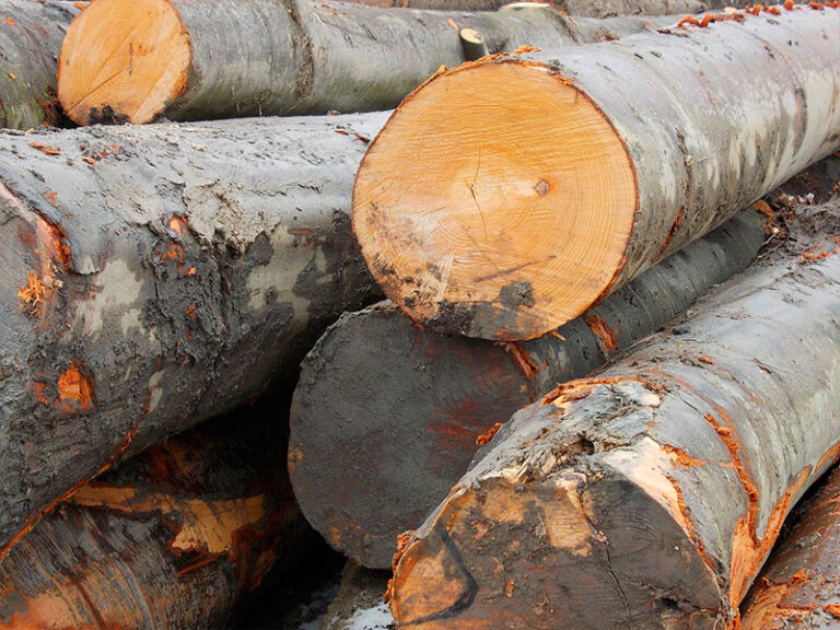 Beech Wood - European Beech Logs & Lumber Supplier
